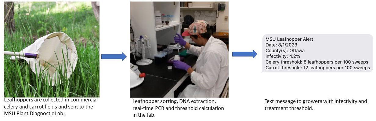 Sign up for aster leafhopper infectivity text messages - Vegetables