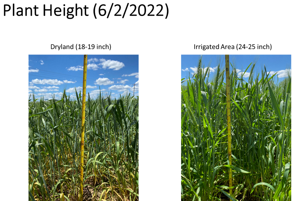 Early season irrigation for small grains and forages - Field Crops