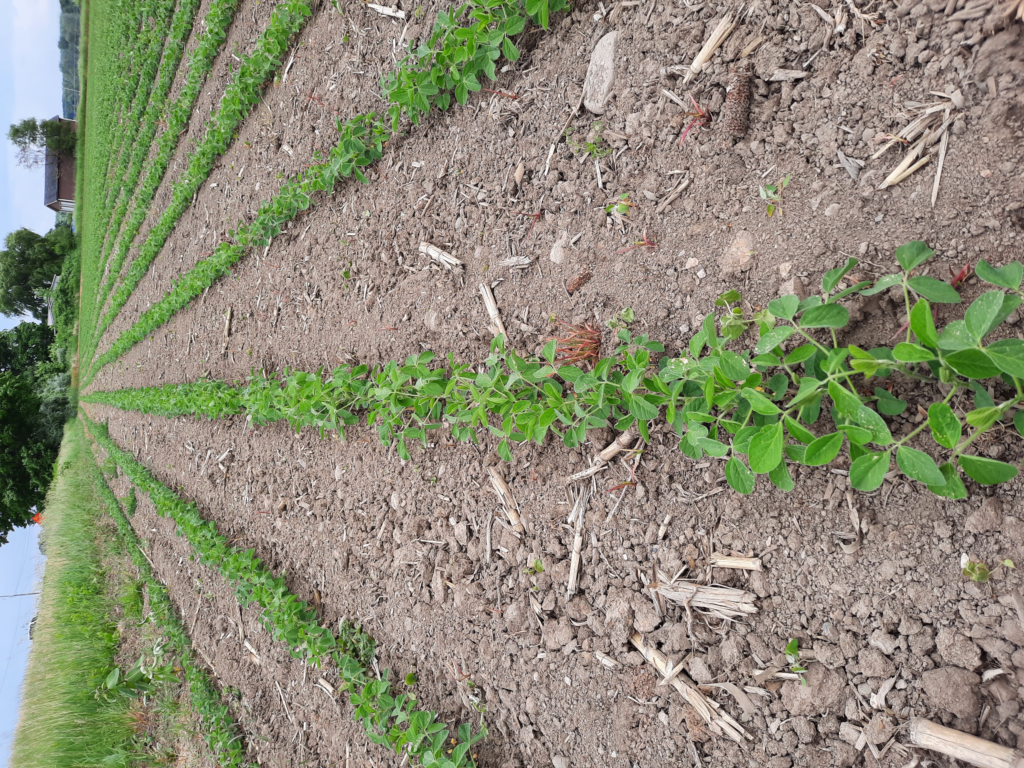 Montcalm County soybean field scouting report with North Central ...