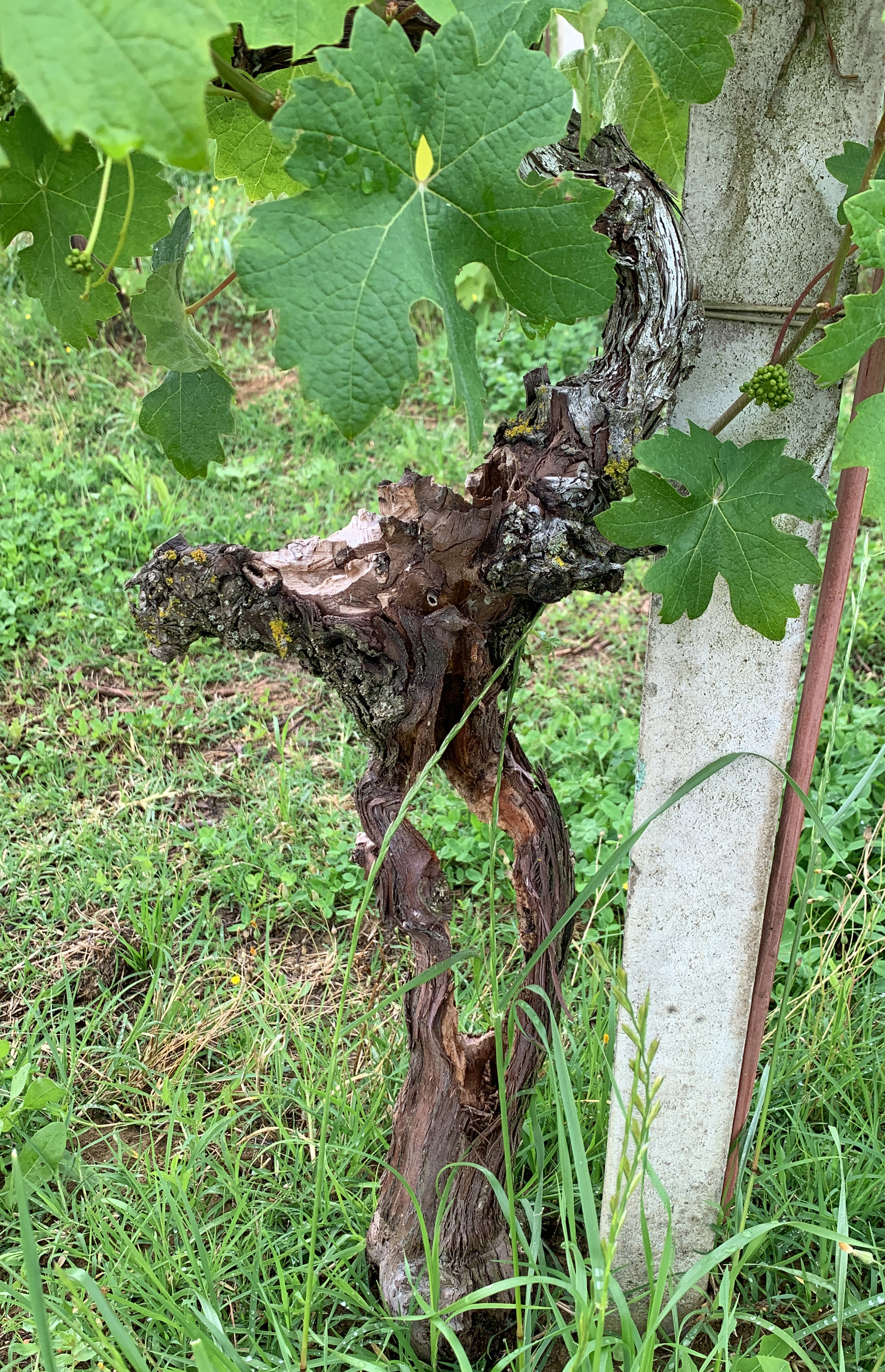 Preventing grapevine decline in Michigan: Pruning wound management and ...