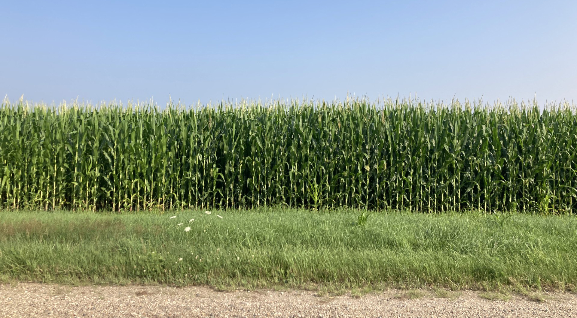 Southwest Michigan field crops update – July 17, 2025 - Field Crops