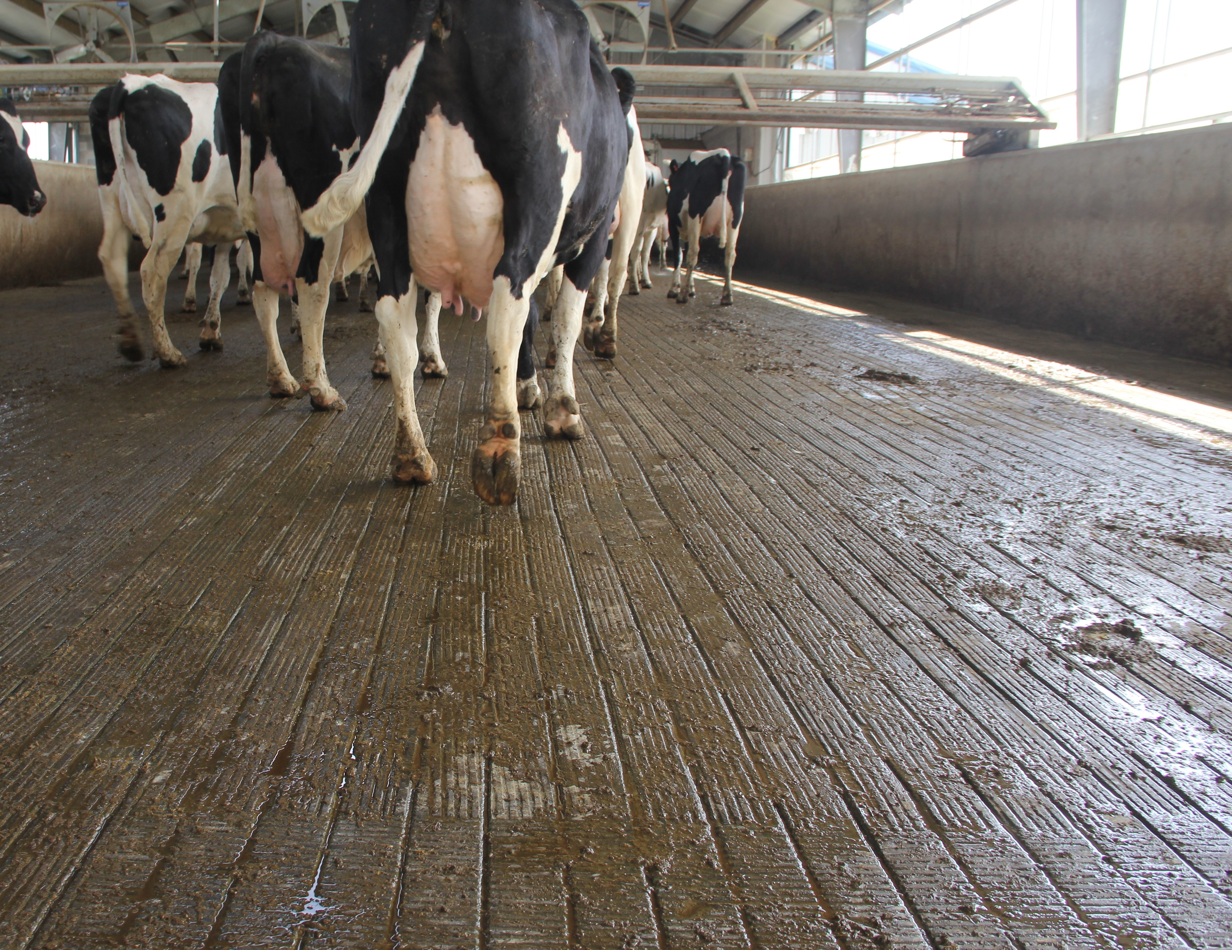 Concrete grooving in cattle barns: Keeping your cows in the groove and ...
