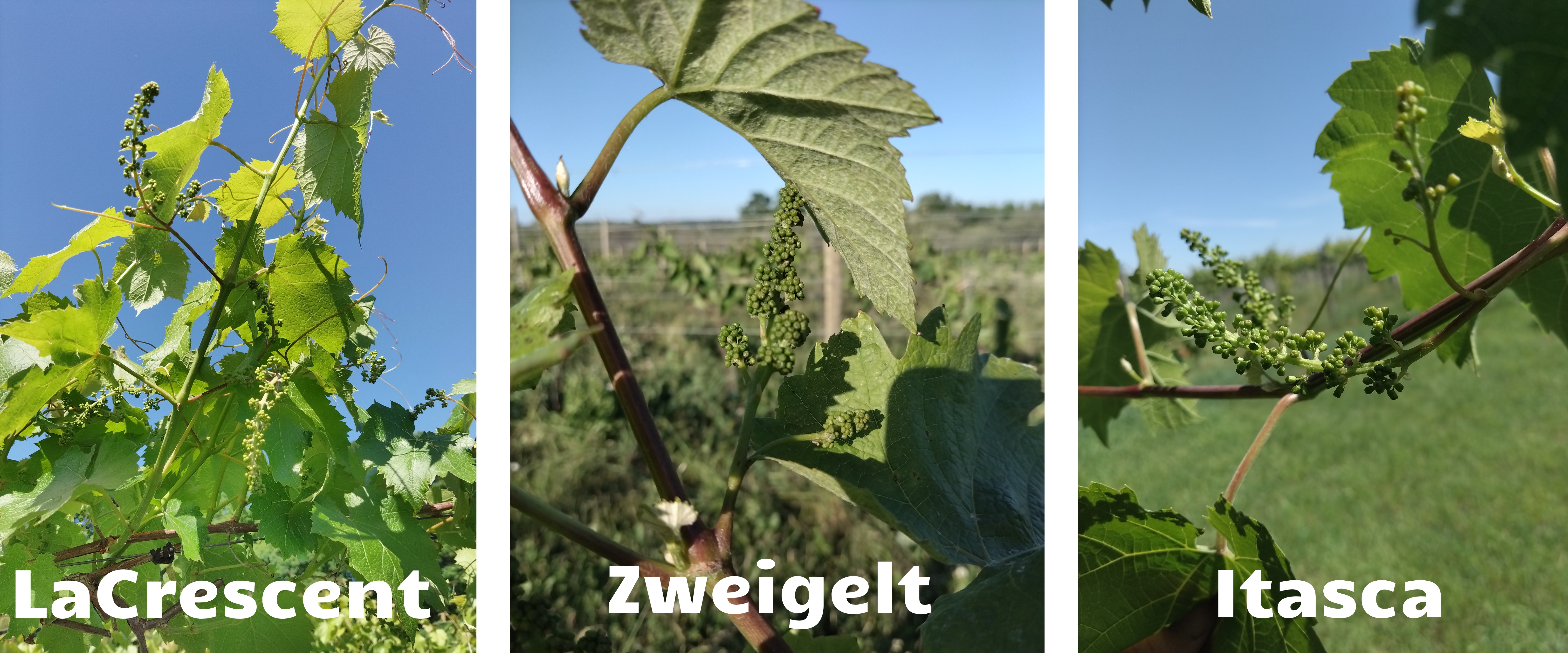 Michigan grape scouting report – June 13, 2024 - Grapes
