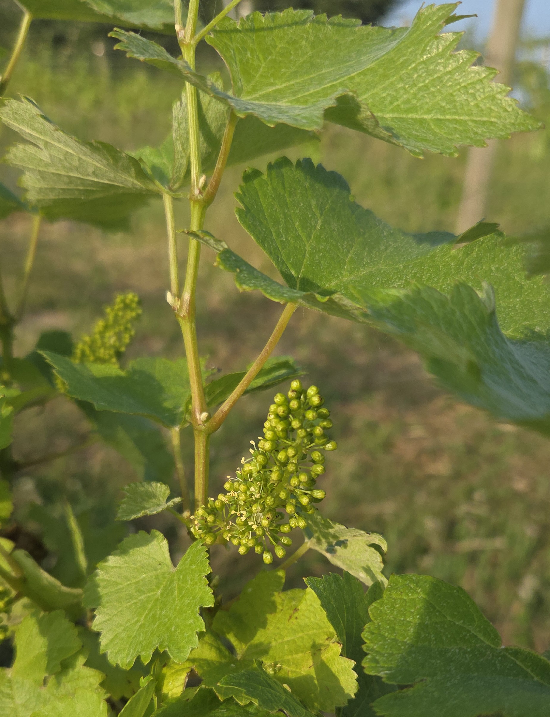 Michigan grape scouting report – June 18, 2025 - Grapes