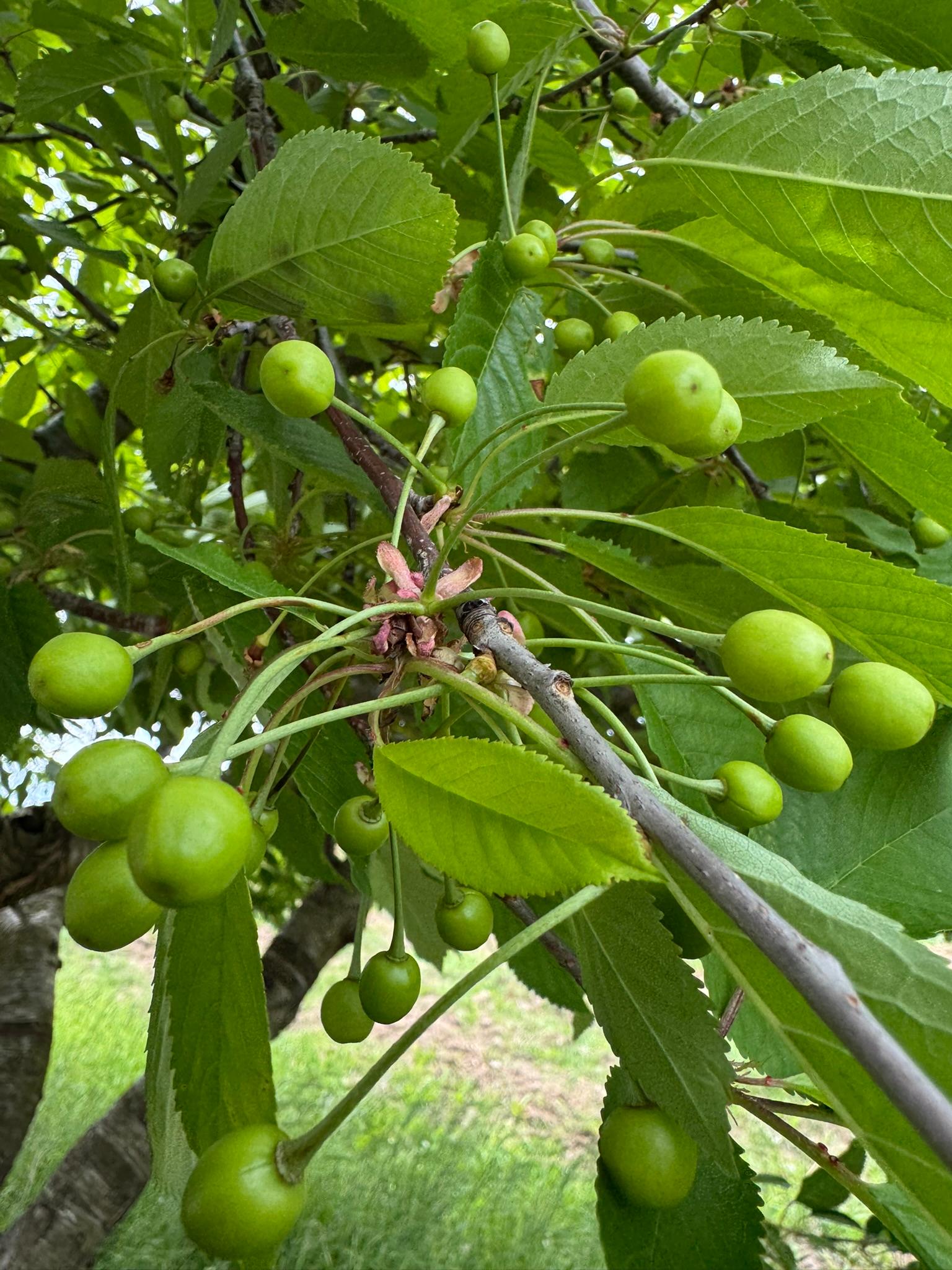 Southeast Michigan fruit update – May 27, 2025 - Fruit & Nuts