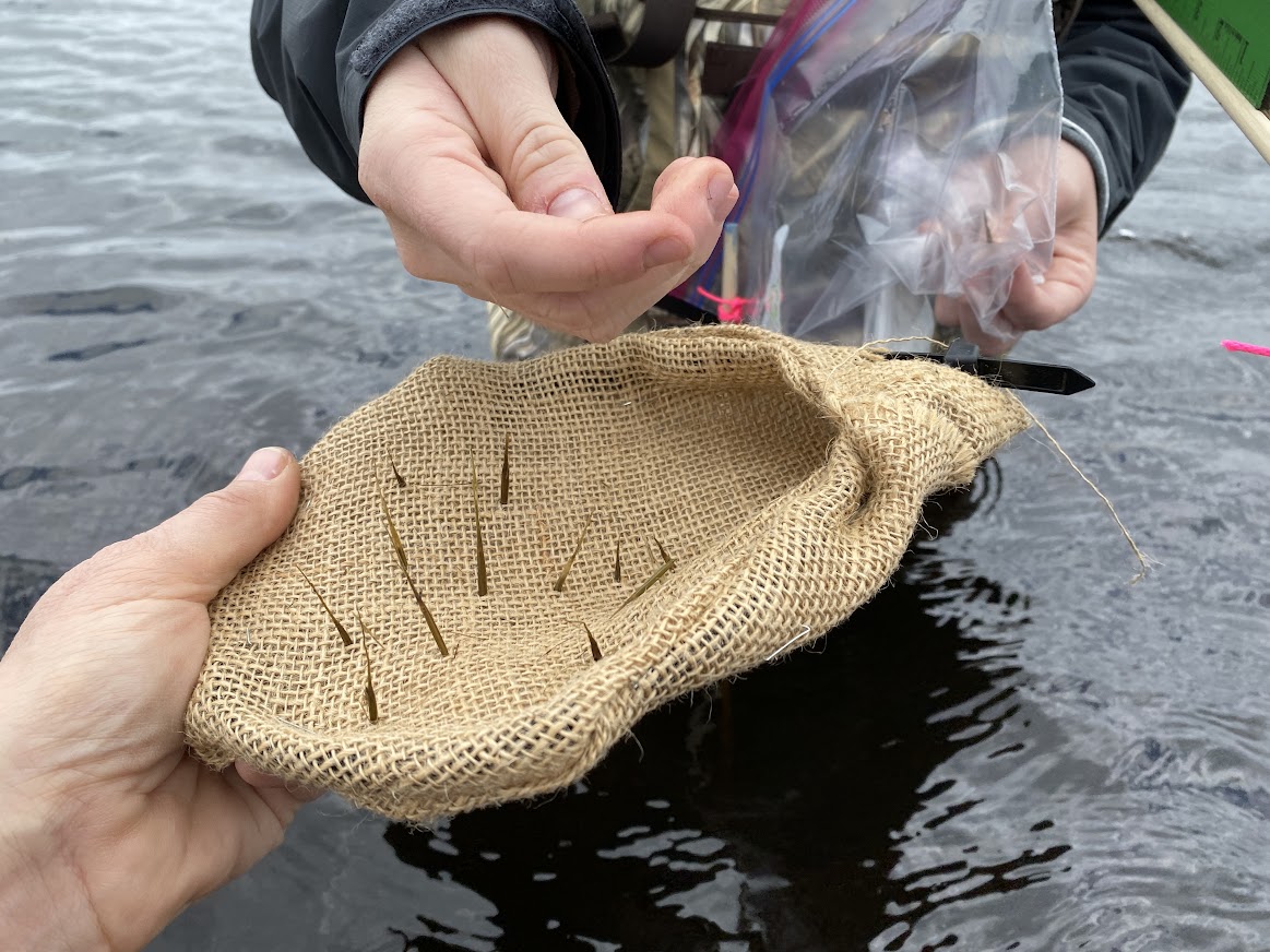 Current Research - Corey Marsh Ecological Research Center