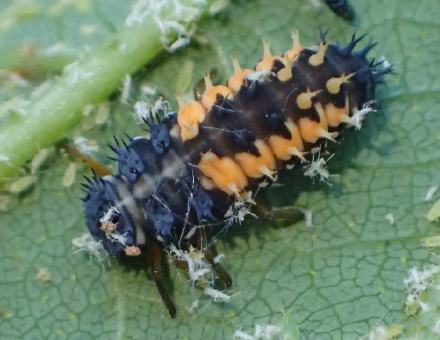 Insects in the Garden: Lesson 2 - Gardening in Michigan