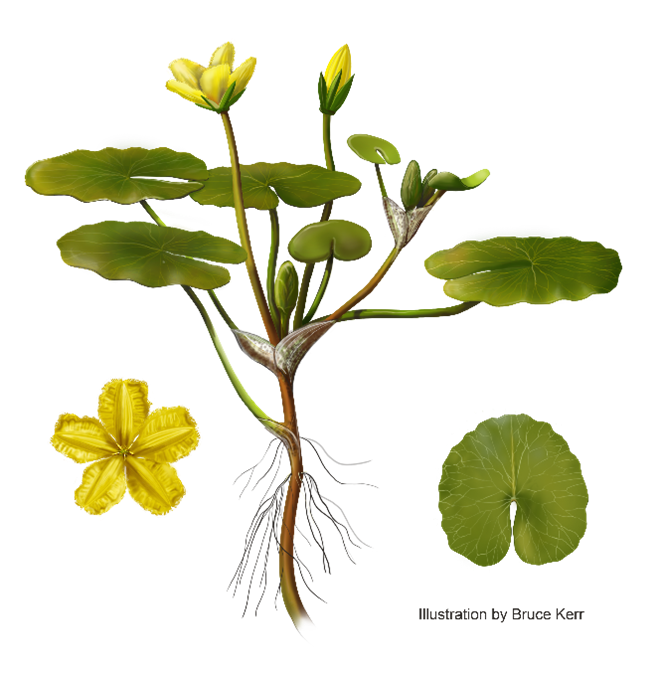 Invasive yellow floating heart: A previously popular water garden plant ...