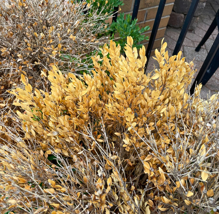 What’s Wrong with My Boxwood? Common Issues and Solutions - Gardening ...