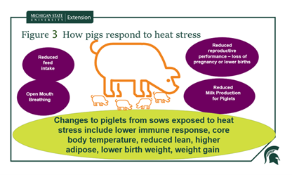 Impacts of high temperatures, heat stress and heat-related diseases in ...