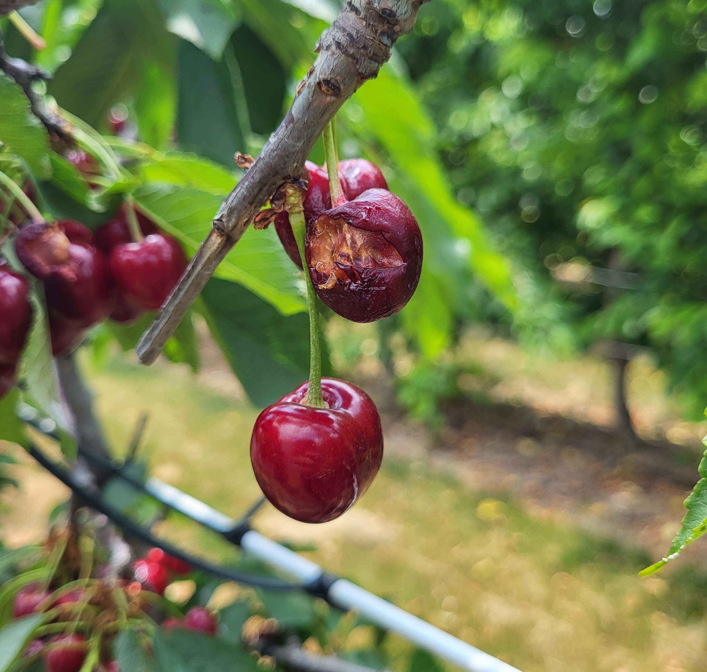 Netting in high-density sweet cherries reduces bird damage and spotted ...