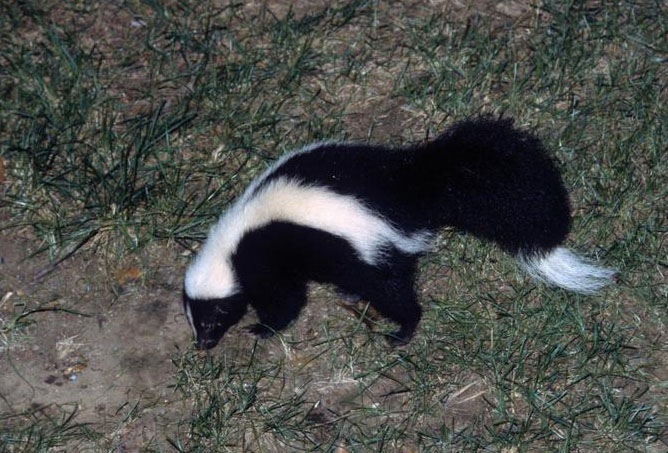 Who’s that digging in my yard: Skunks, raccoons or moles? - Gardening ...
