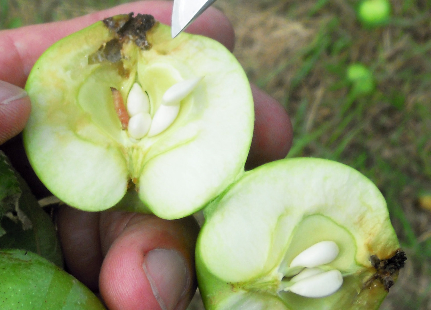 Codling moth management options for Michigan apples - Apples