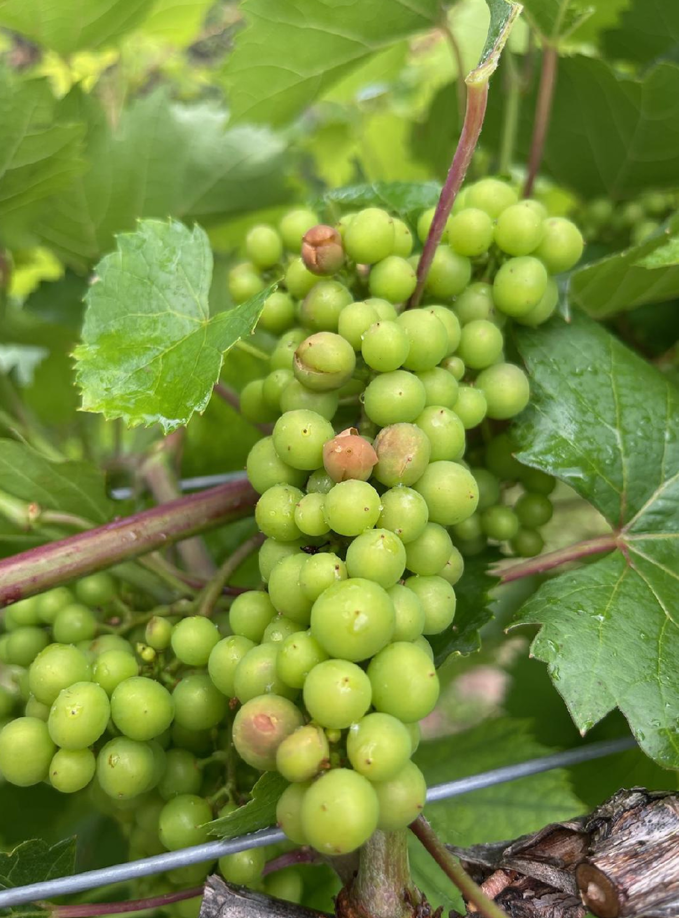 Michigan grape scouting report – July 18, 2024 - Grapes
