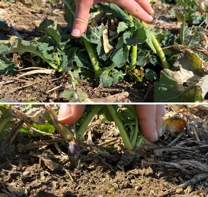 Winter canola greens up in Michigan - Field Crops