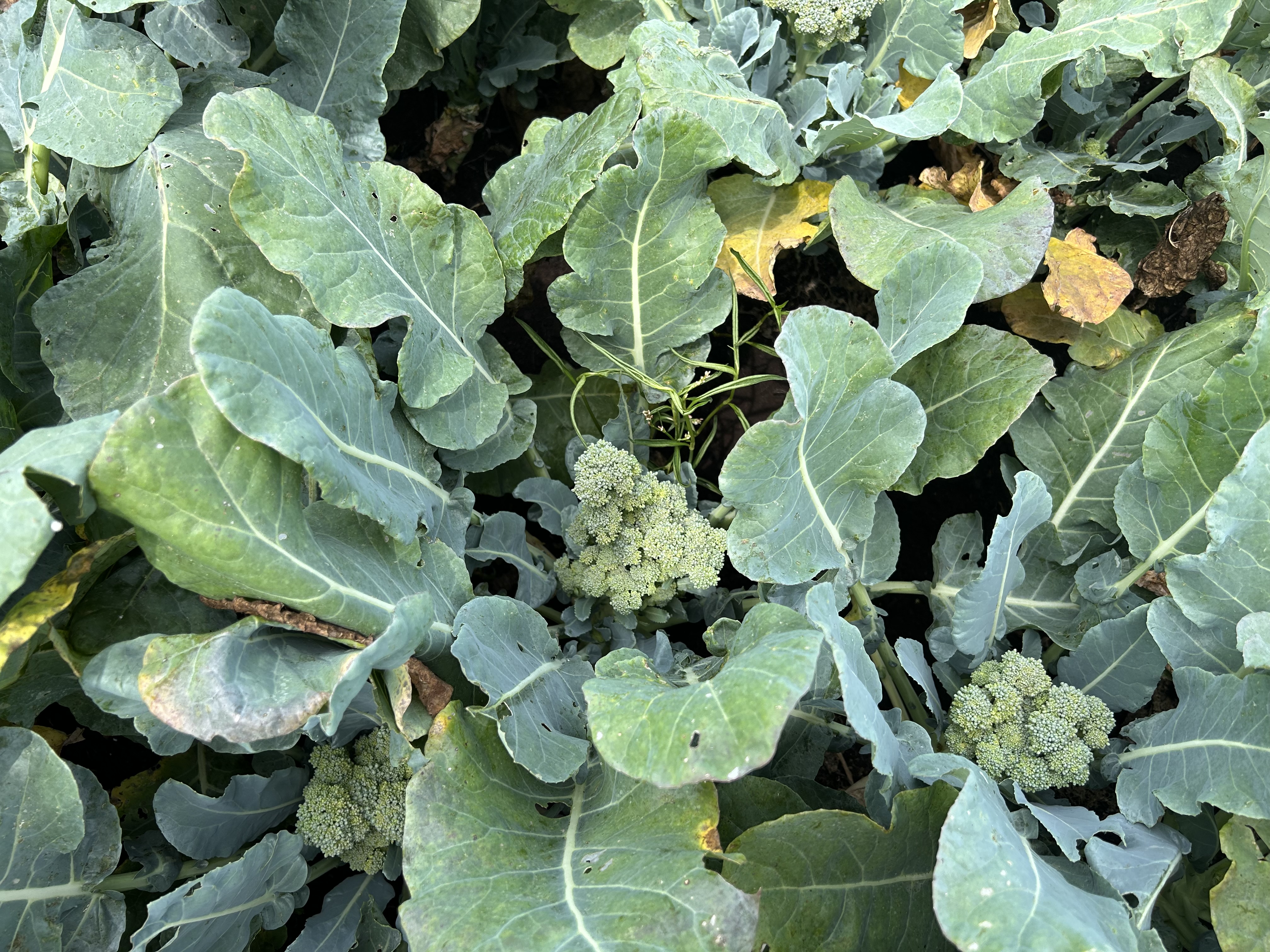 Michigan vegetable crop report – August 13, 2025 - Vegetables