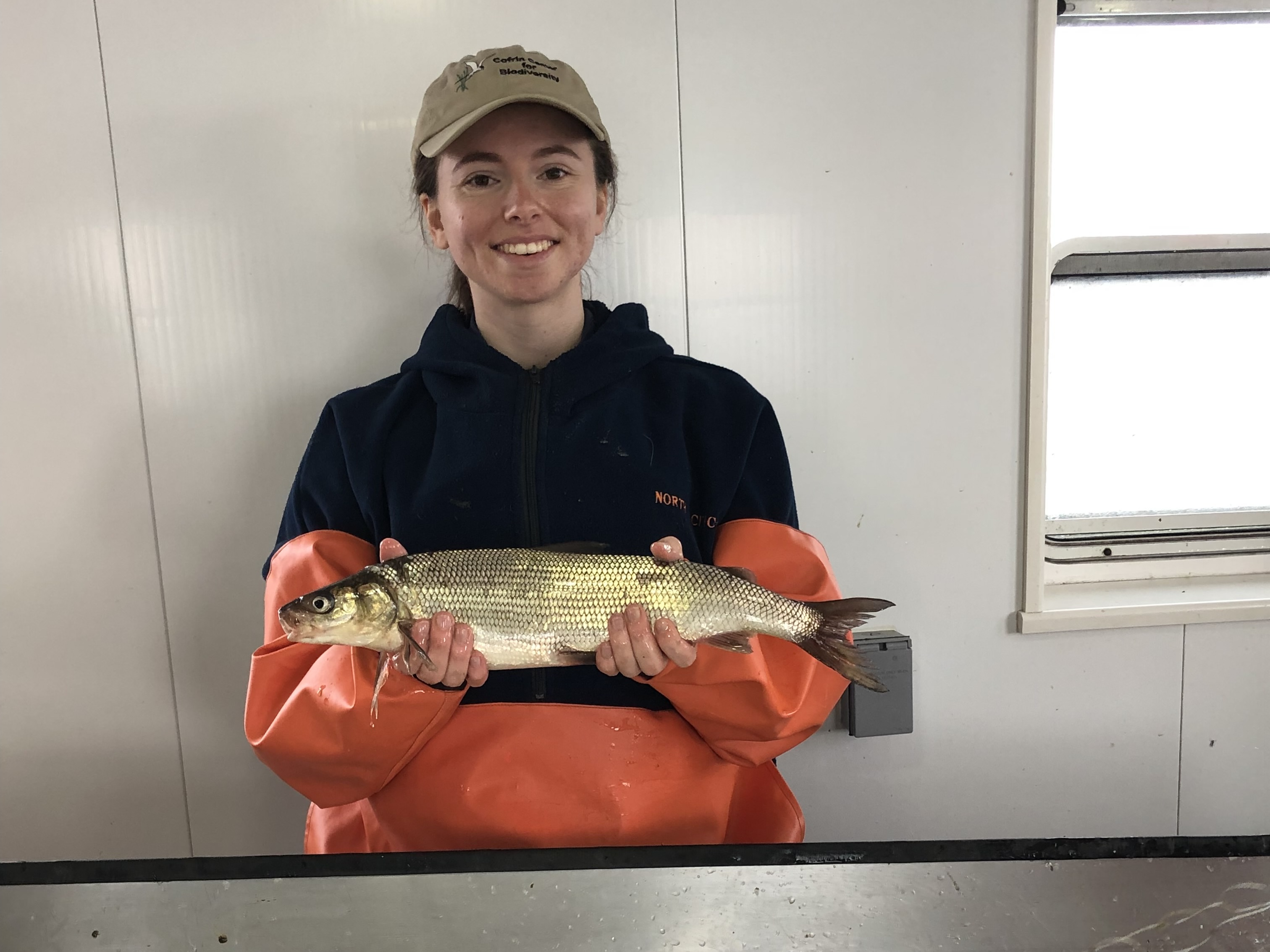 MSU researcher leads innovative effort to protect lake whitefish using ...