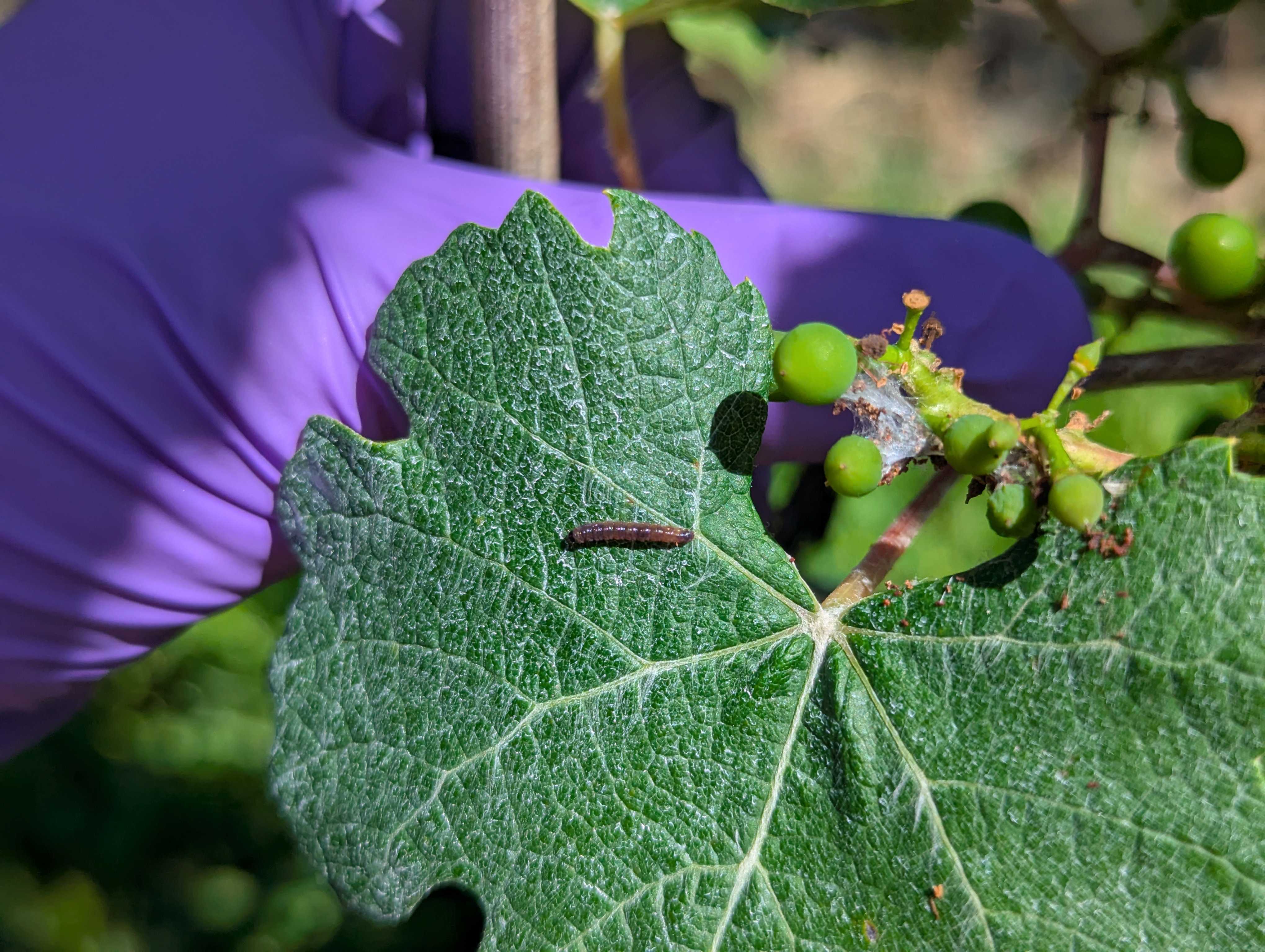 Michigan grape scouting report – June 25, 2025 - Grapes