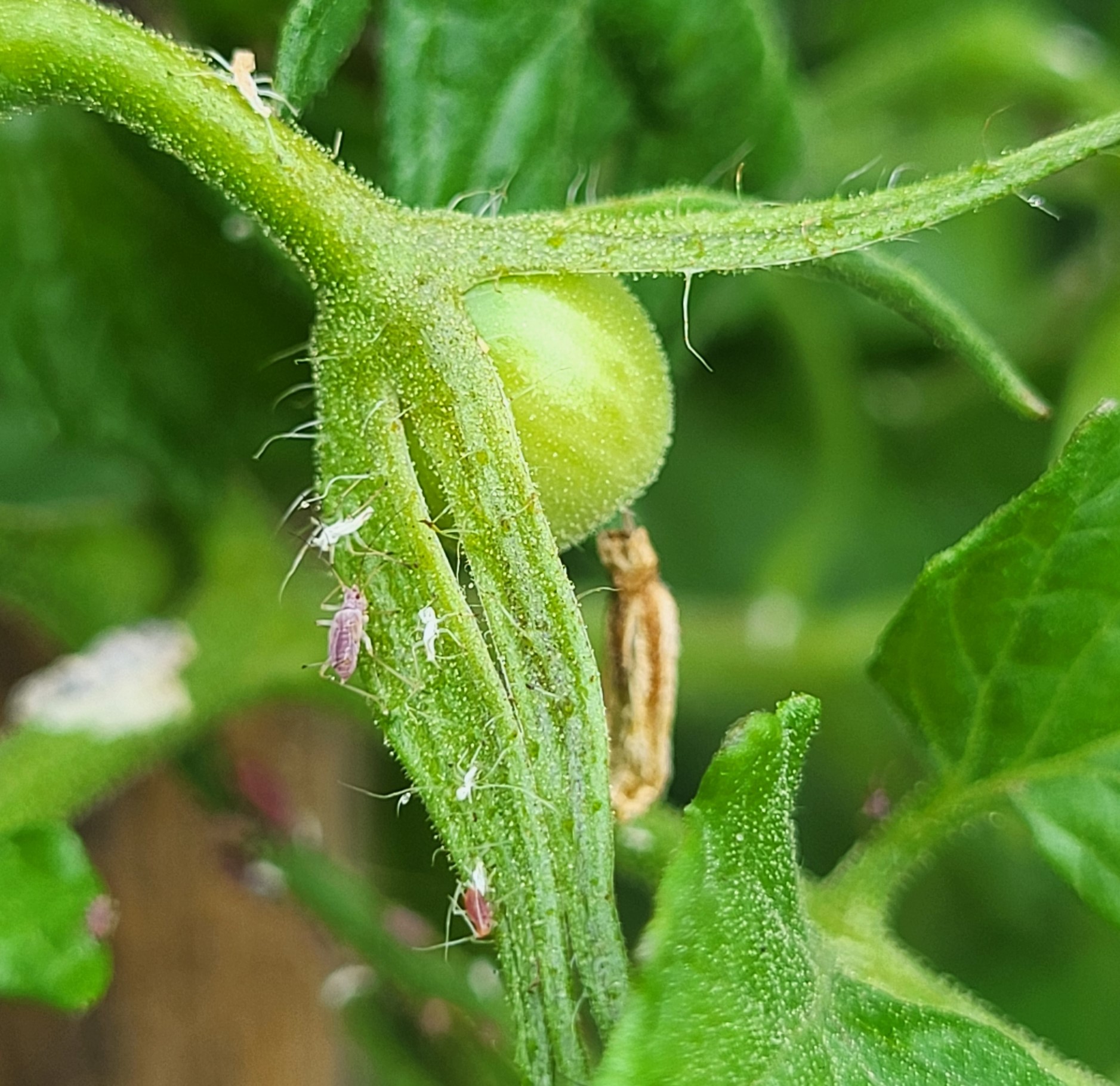 Michigan vegetable crop report – July 10, 2024 - Vegetables