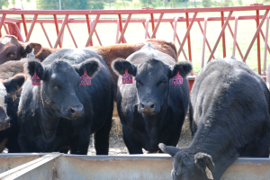 Beef Management - Beef Management