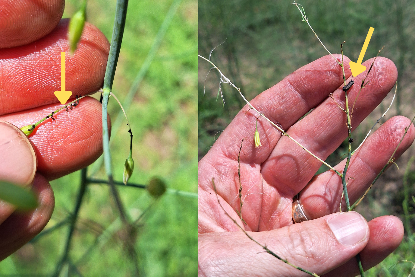 Michigan vegetable crop report – June 26, 2024 - Vegetables