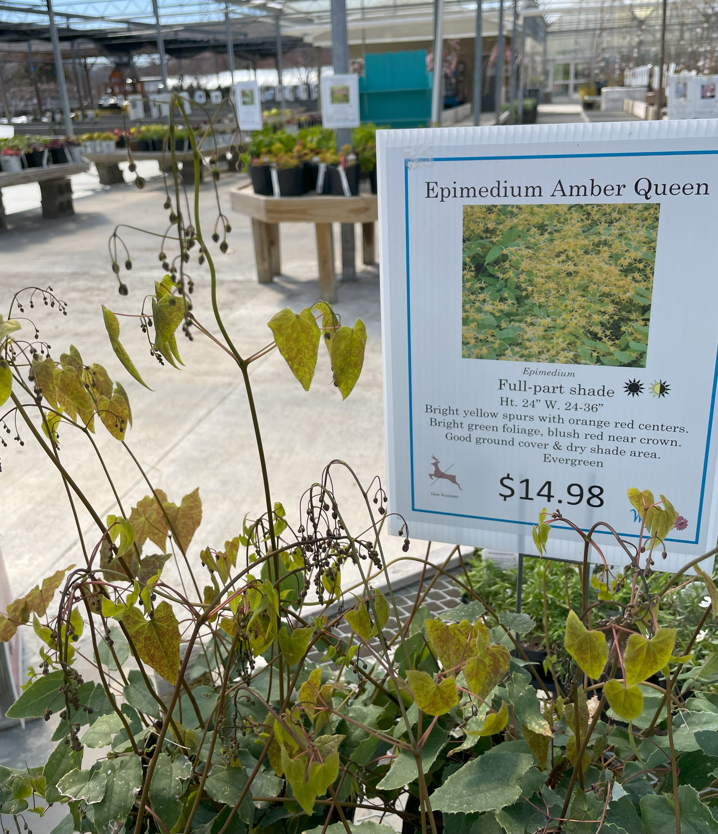 Grow like a pro: Shop smart and pick the best plants - Gardening in ...