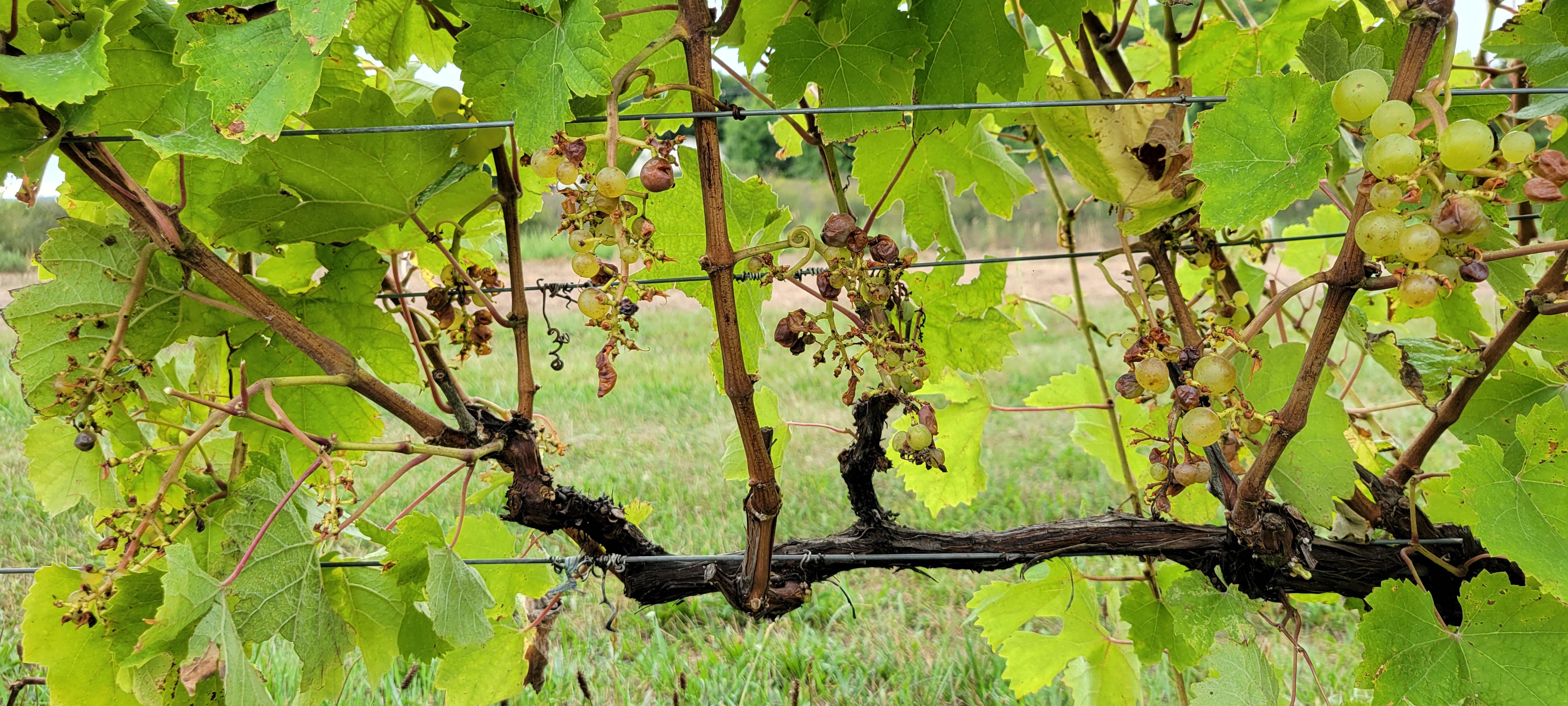 Michigan grape scouting report – August 29, 2024 - Grapes