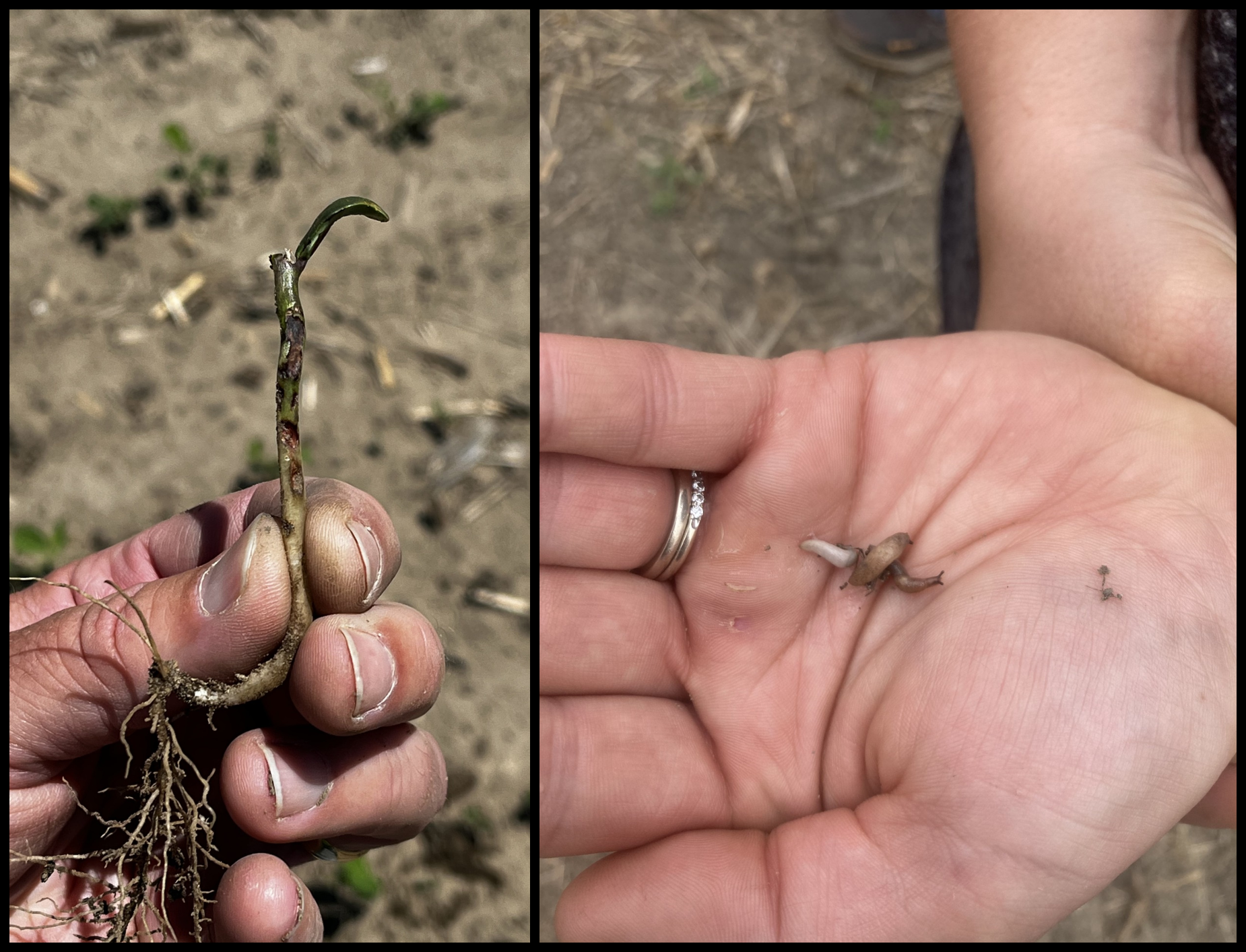 The 2024 southwest Michigan field crops season in review - Field Crops