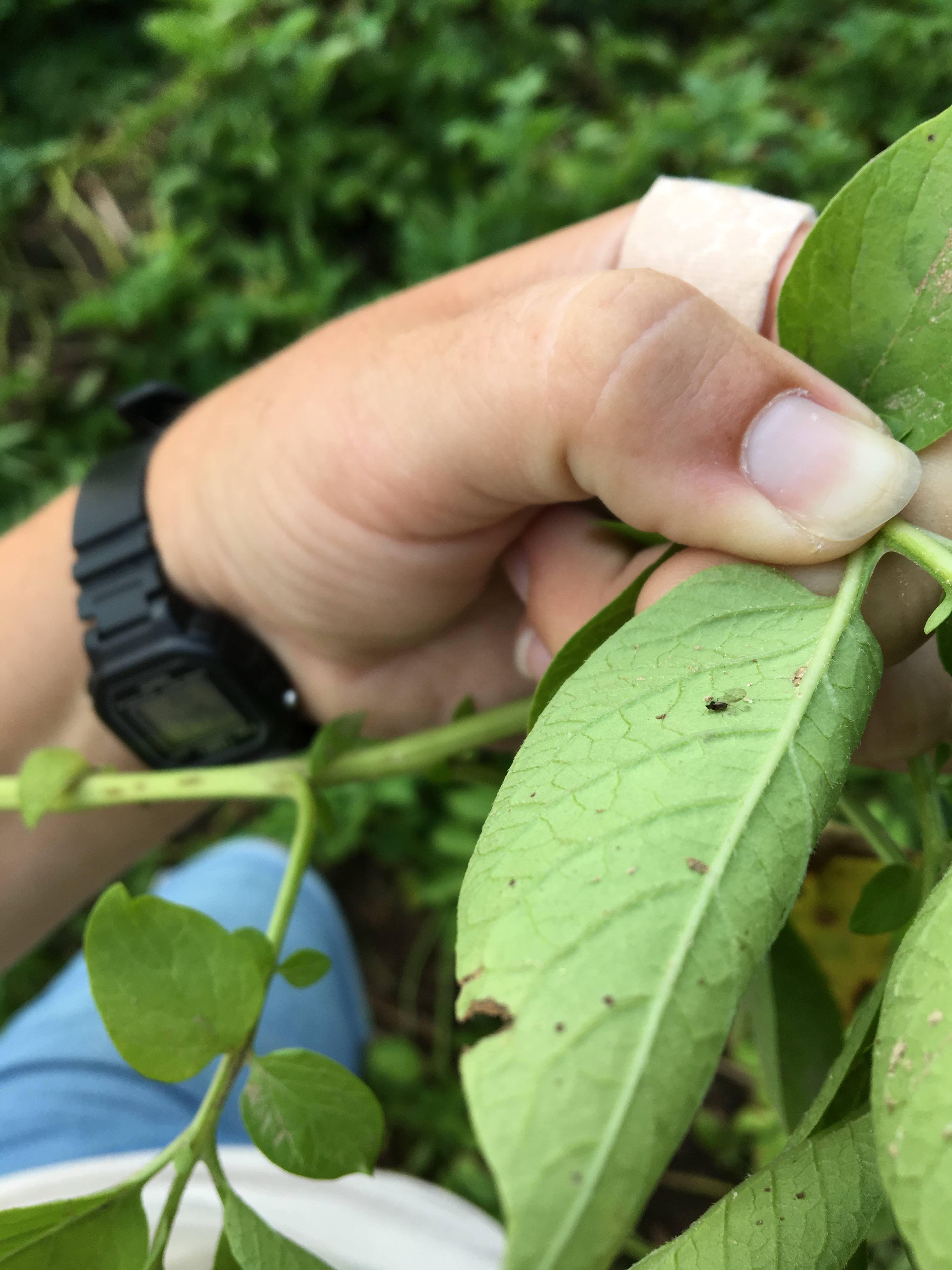 Southwest Michigan field crops update – July 10, 2025 - Field Crops