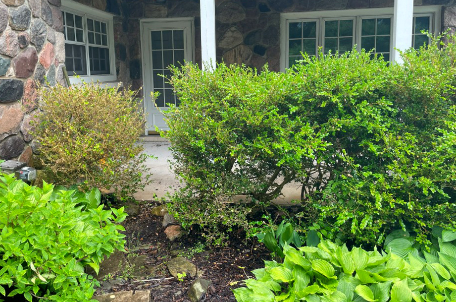 What’s wrong with my boxwood? Boxwood pests and other threats ...