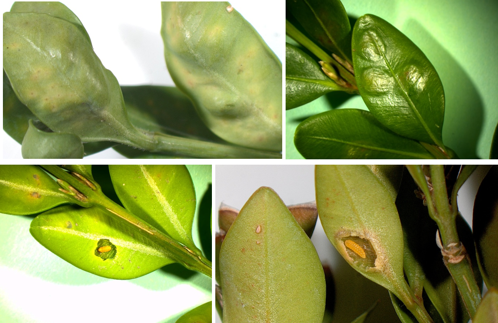 What’s wrong with my boxwood? Boxwood pests and other threats ...