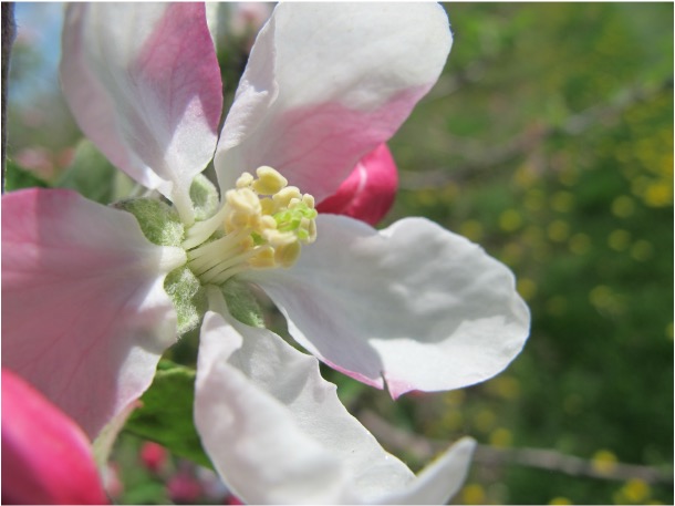 MSU Distinguished Professor awarded $1 million to address apple, sweet ...