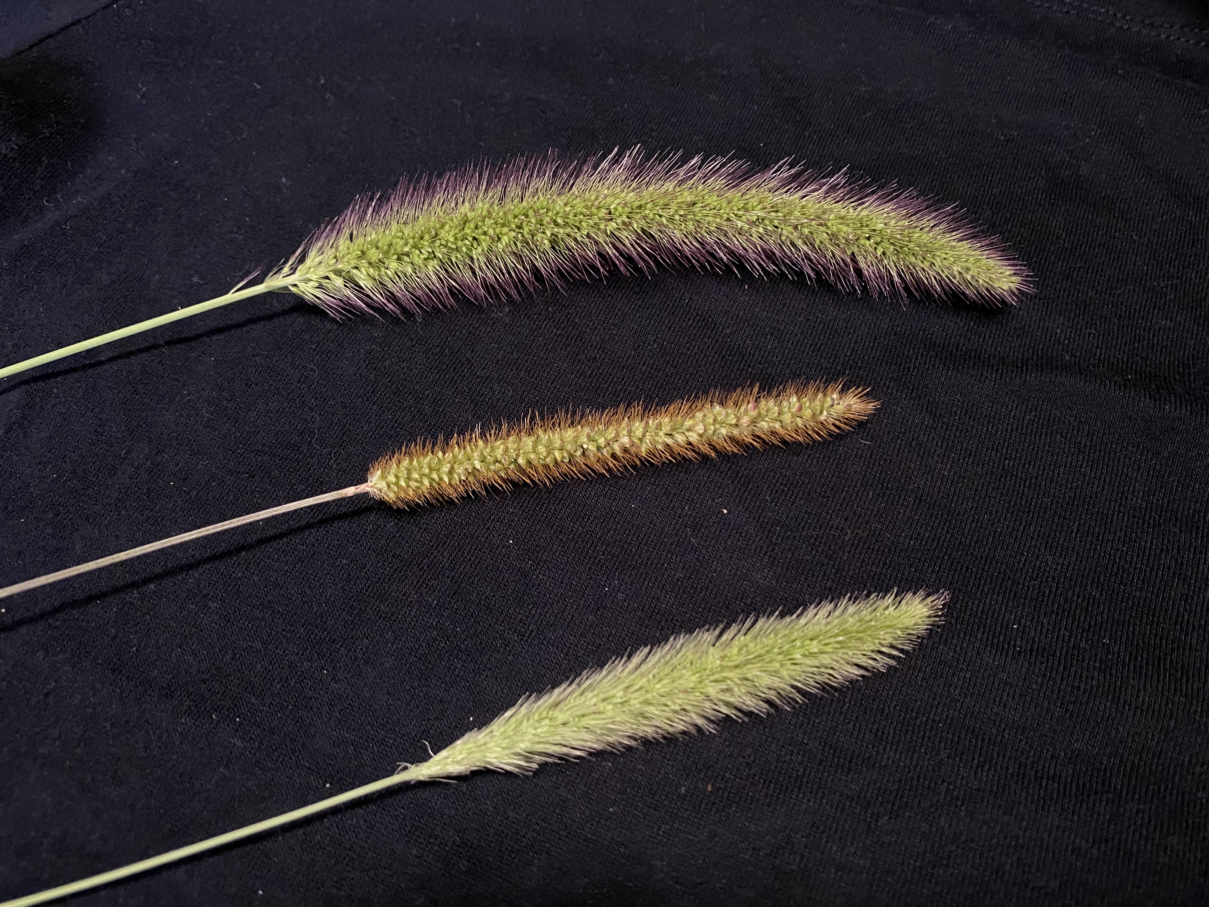 Grass photography tips for ID: Help us help you! - Plant & Pest Diagnostics