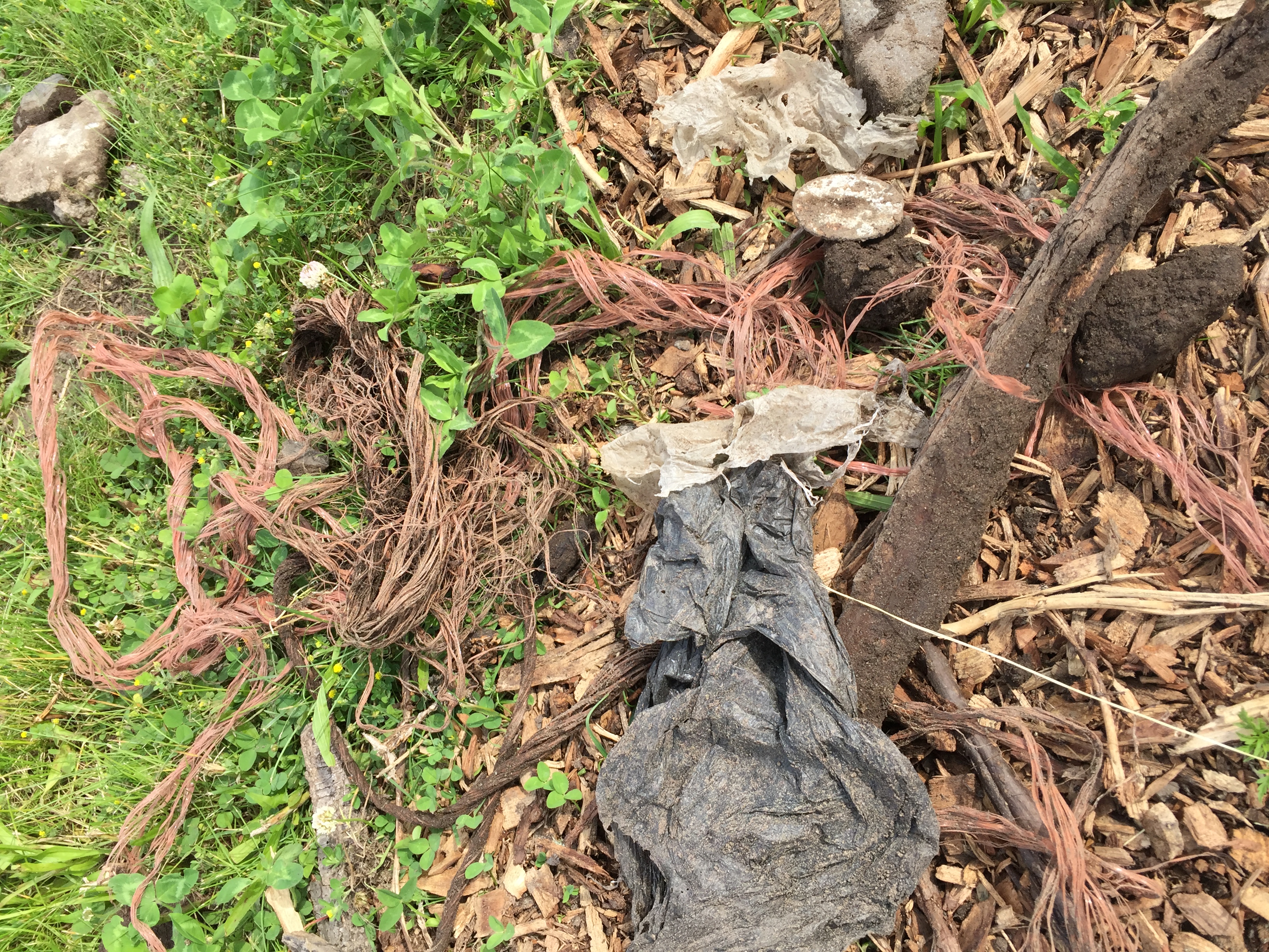 Photo Gallery - MSU-Detroit Partnership for Food, Learning and Innovation