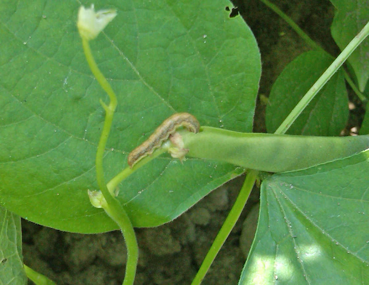 Western bean cutworm flight in central Michigan is up from recent ...