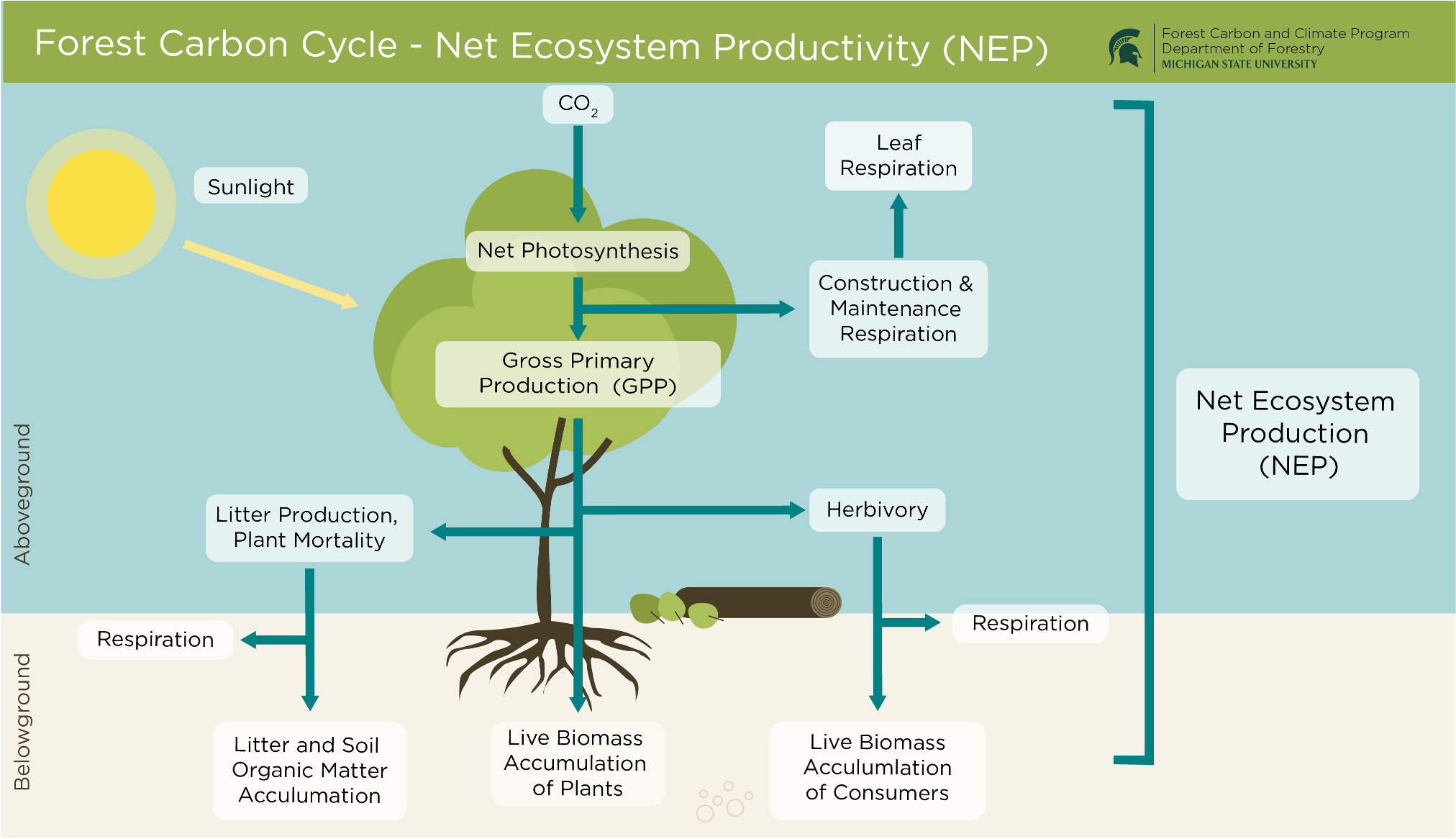 Ecological Diagrams - Forest Carbon and Climate Program
