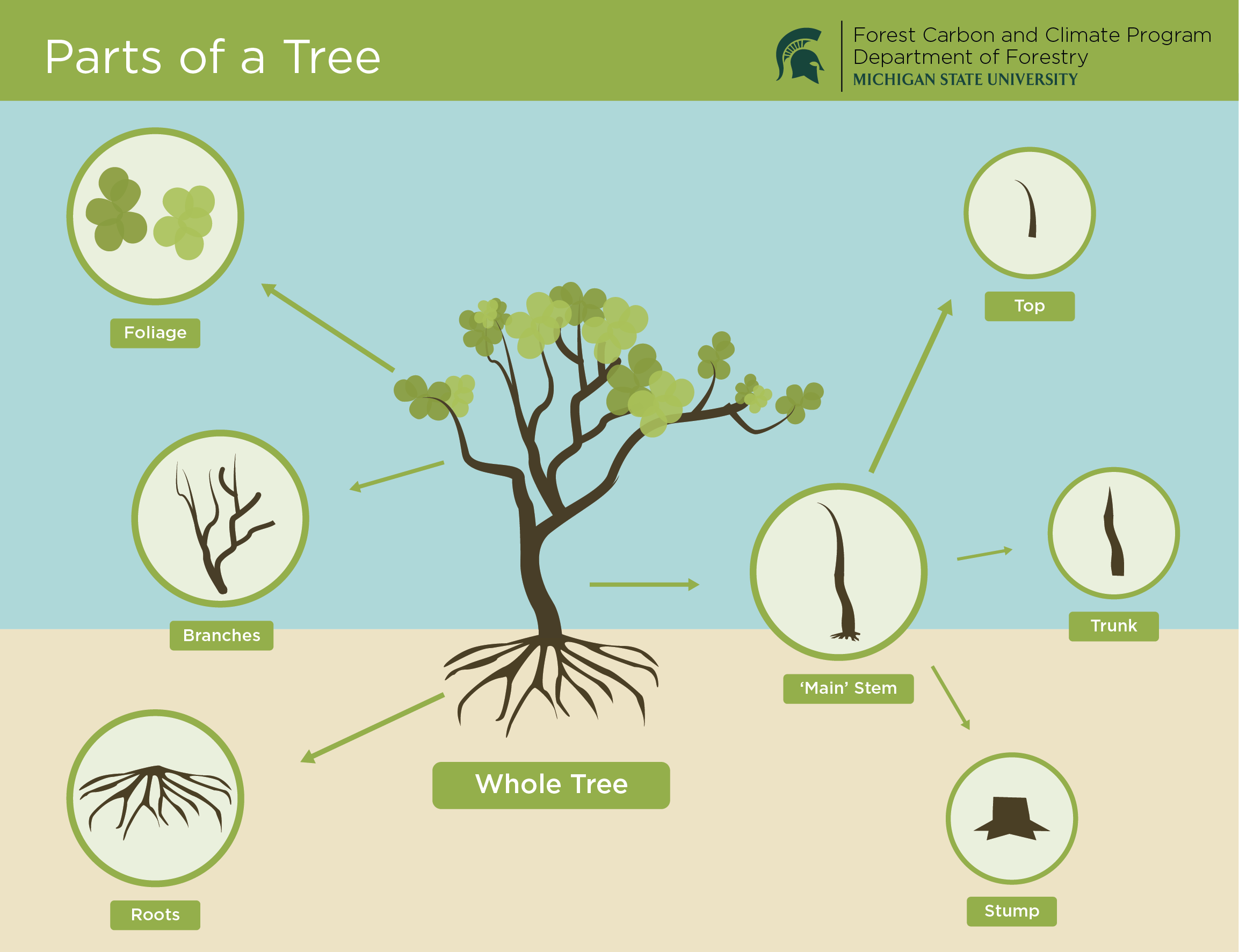 Terminology - Forest Carbon and Climate Program
