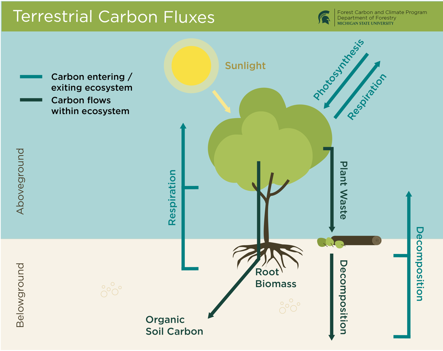 Ecological Diagrams - Forest Carbon and Climate Program