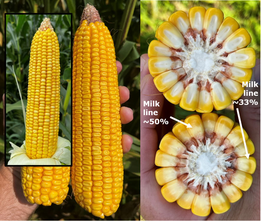 Southwest Michigan field crops update - September 8, 2022 - Field Crops