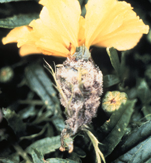 Botrytis control tips for greenhouse ornamentals - Floriculture ...