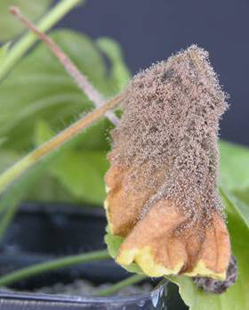 Botrytis control tips for greenhouse ornamentals - Floriculture ...
