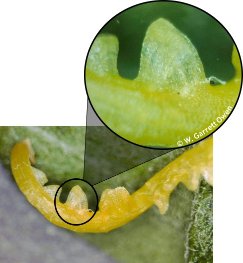 The dodder you never wanted - Floriculture & Greenhouse Crop Production