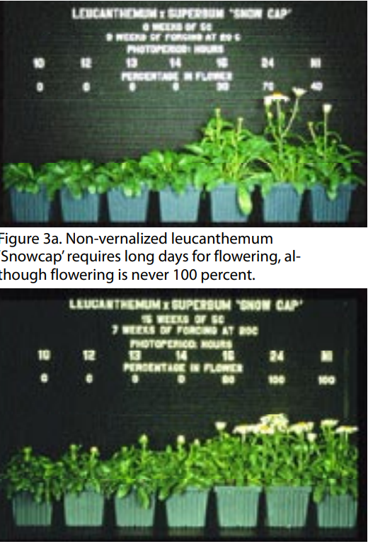 Improving perennial flower (Vernalization part 5) - Floriculture ...