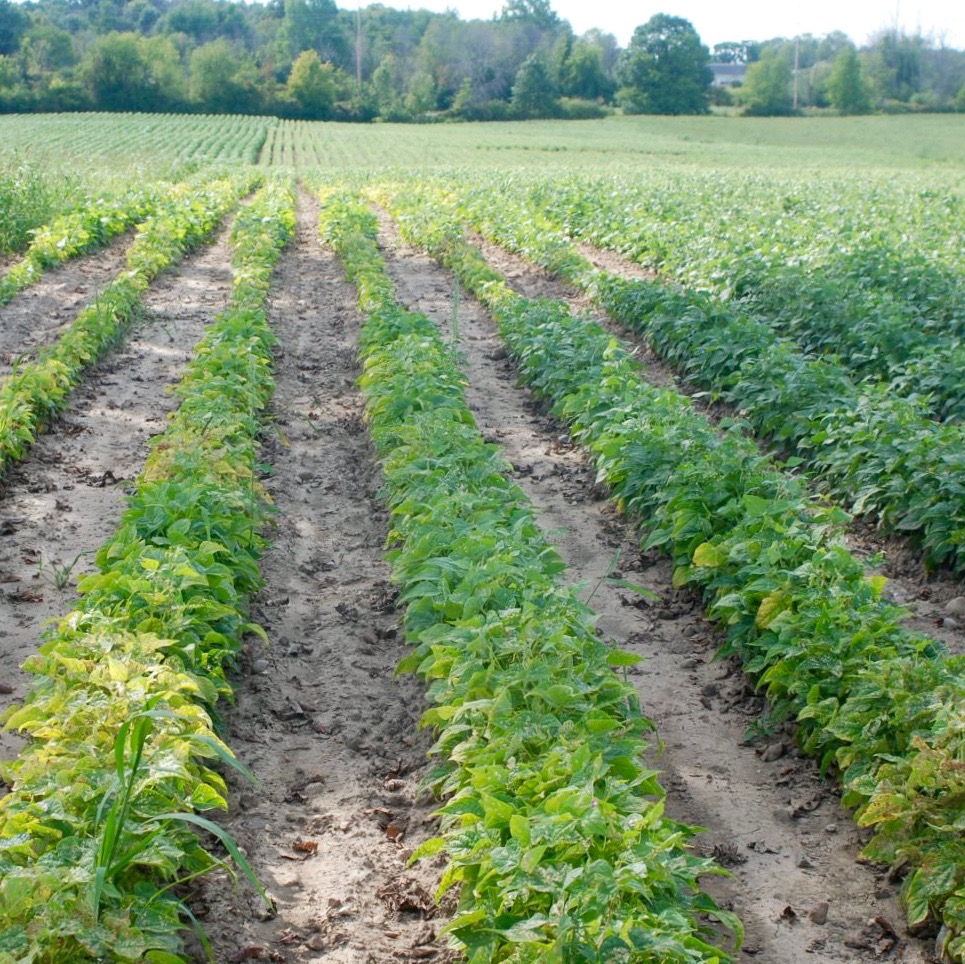 Farming Practices - Michigan Organic Farming Exchange