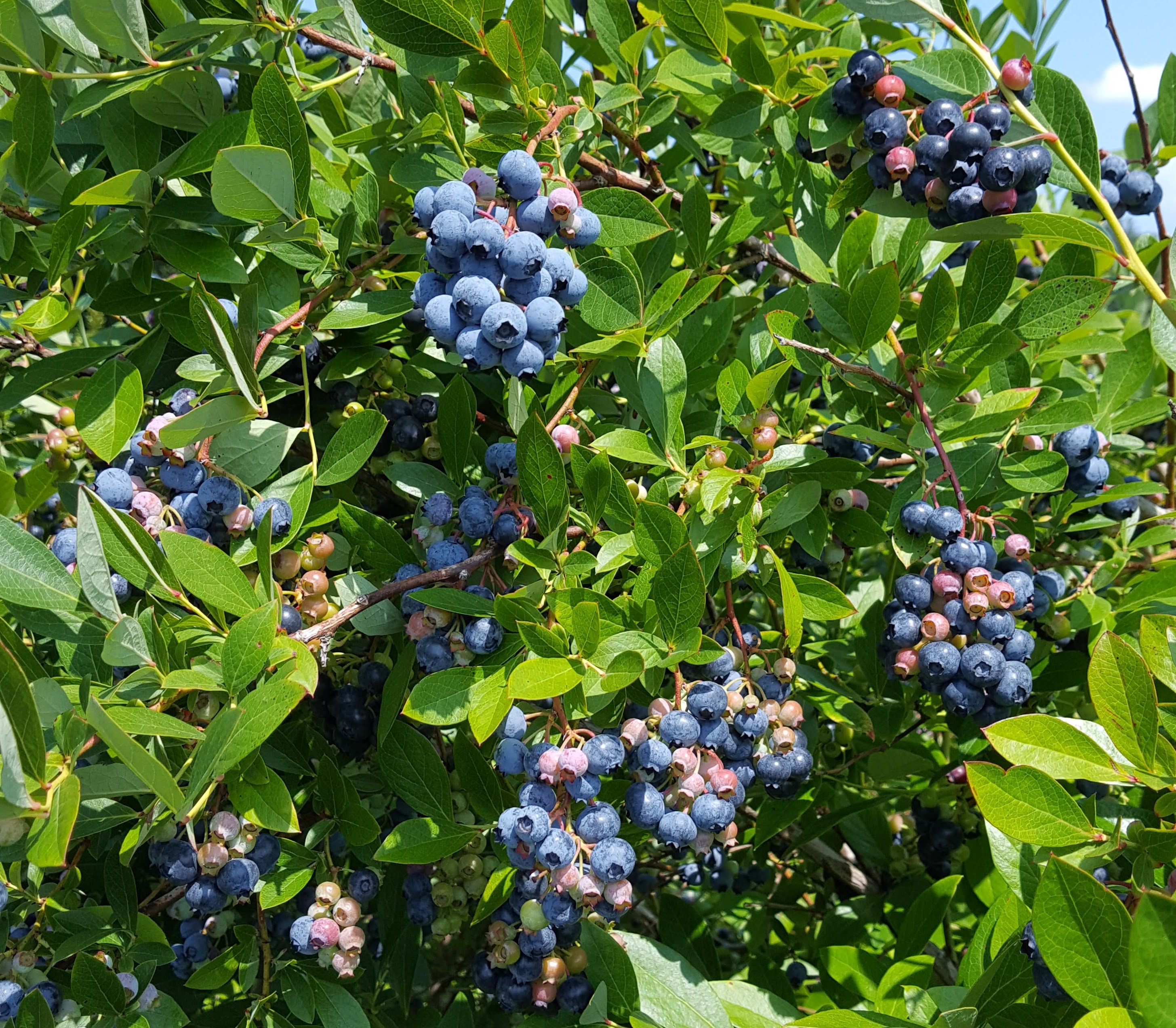 Southwest Michigan fruit update – July 30, 2018 - Fruit & Nuts