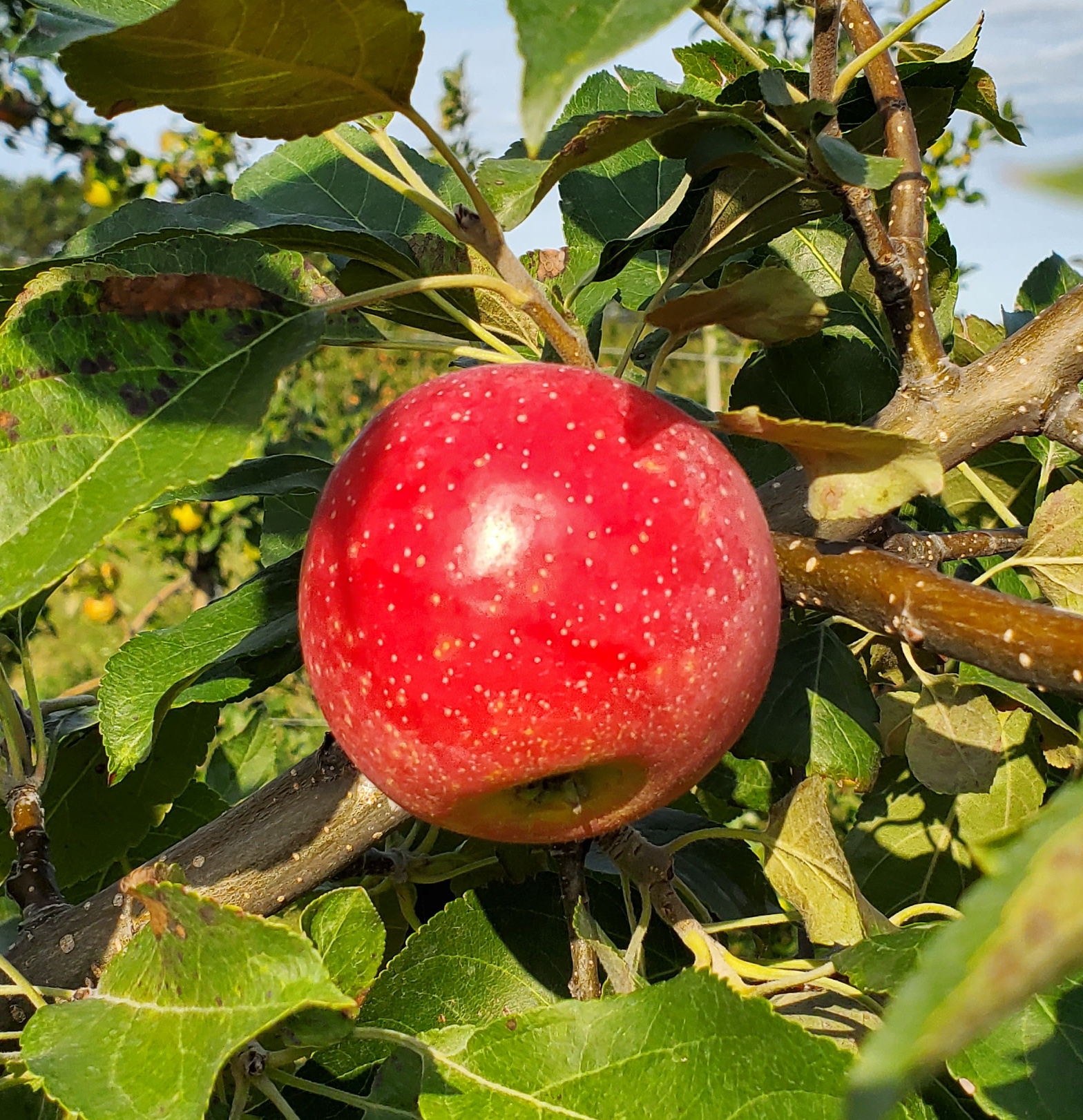 Southwest Michigan fruit update – 2020 review - Fruit & Nuts