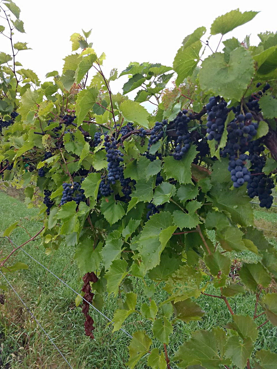 Michigan grape scouting report – September 14, 2022 - Grapes