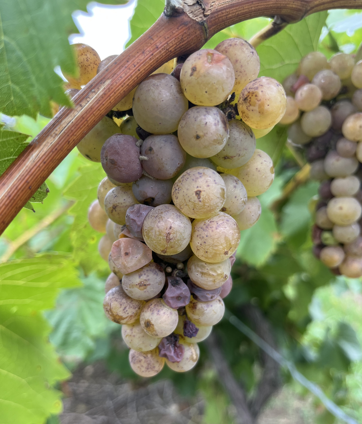 Michigan grape scouting report – September 7, 2022 - Grapes