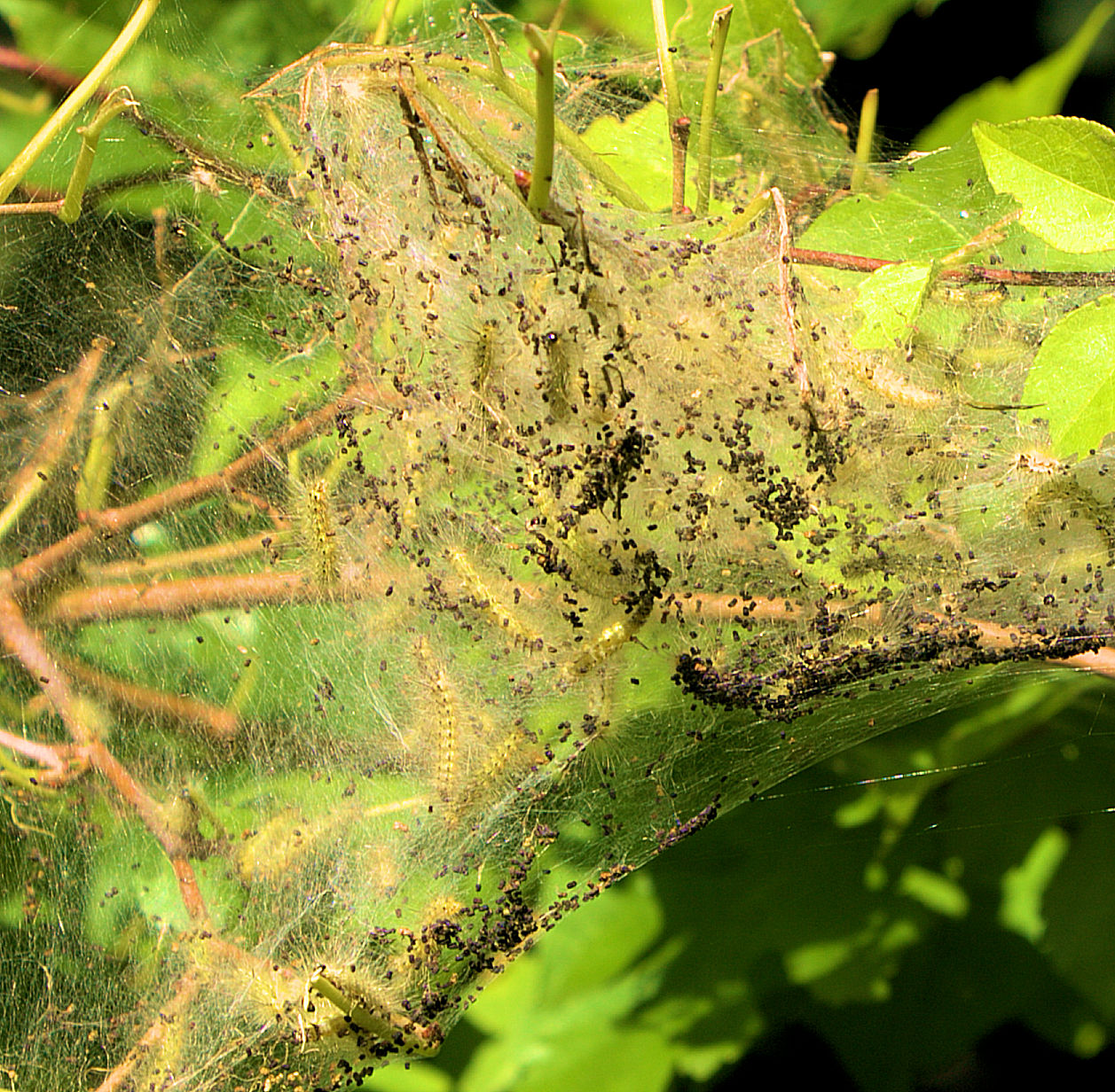 What are those large webs in my trees? - Gardening in Michigan