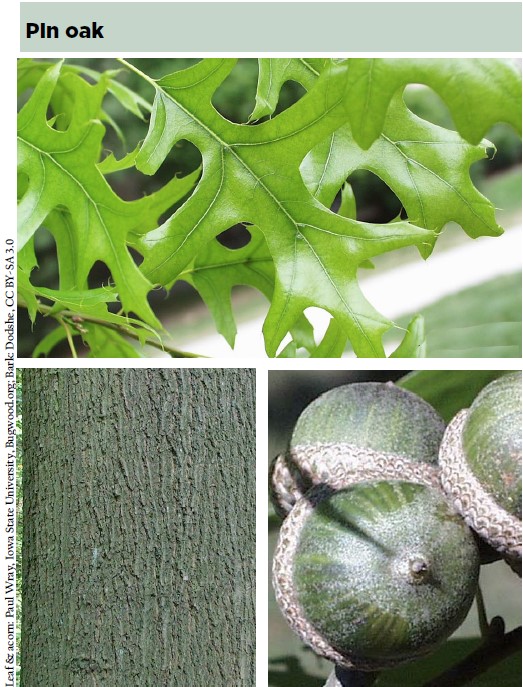 Smart Gardening: Identifying the Oaks of Michigan - Gardening in Michigan